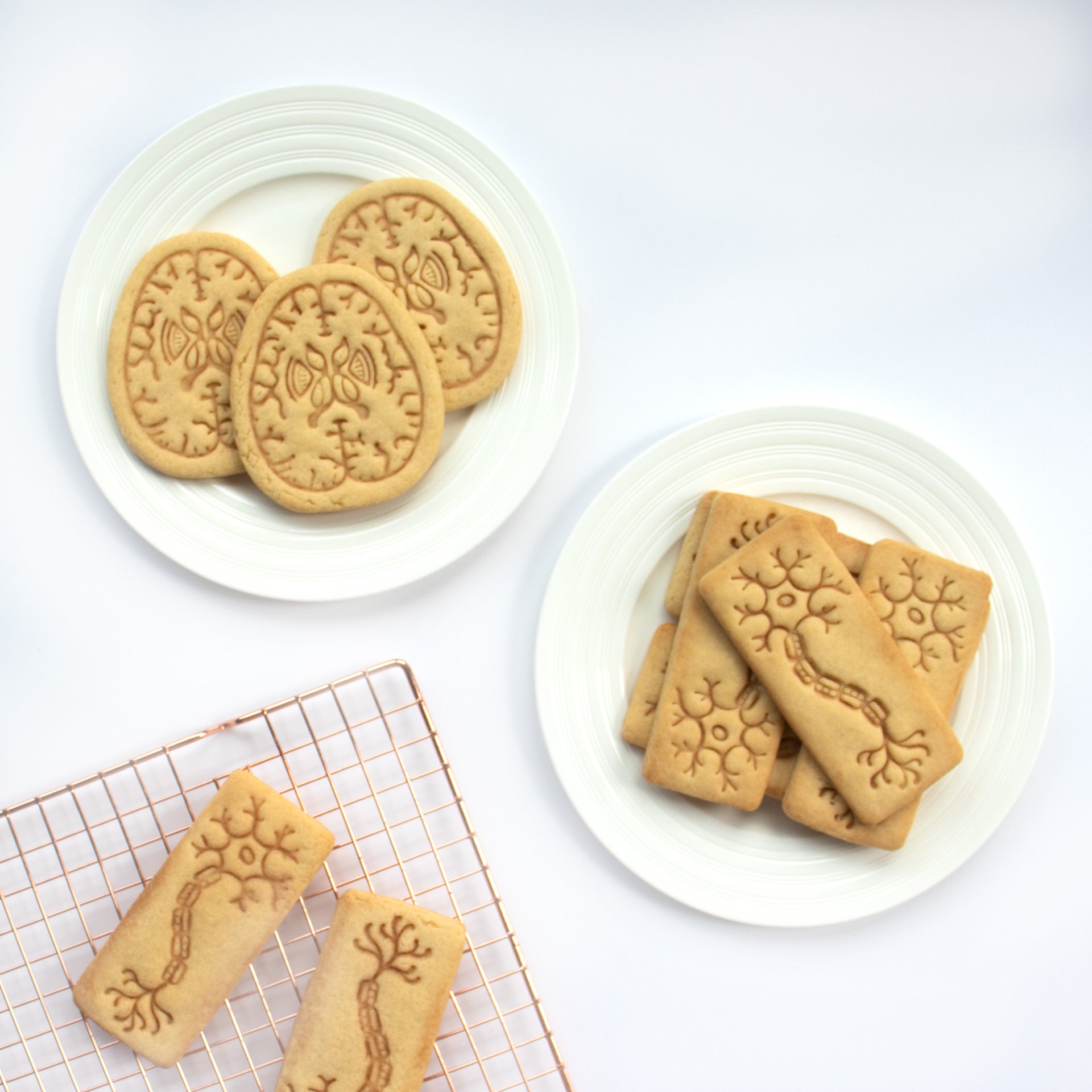 PROMO SET: Neuron & Brain Axial Section Cookie Cutters – Bakerlogy