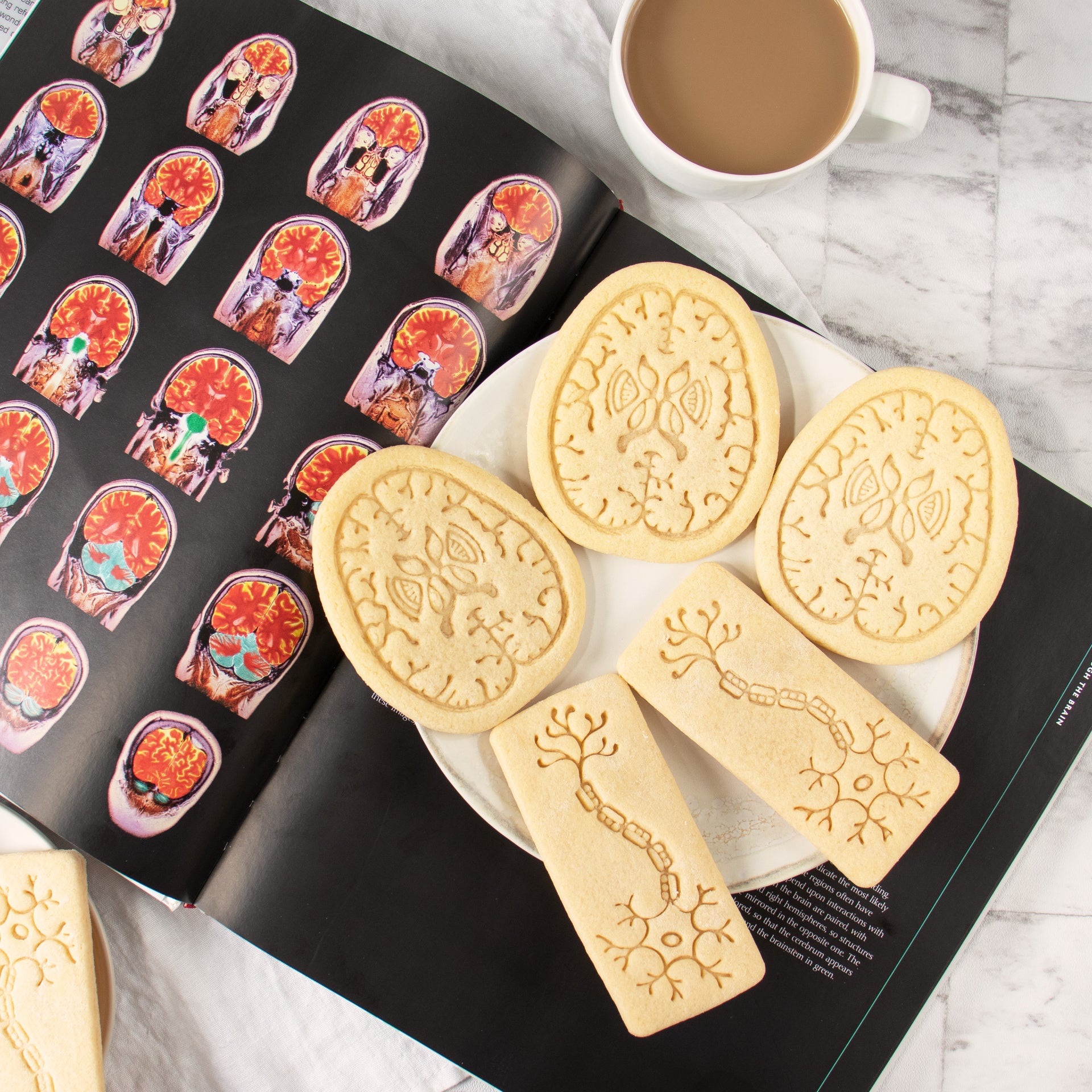 PROMO SET: Neuron & Brain Axial Section Cookie Cutters – Bakerlogy