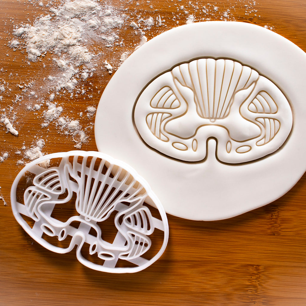 Spinal Transverse Cookie Cutter – Bakerlogy