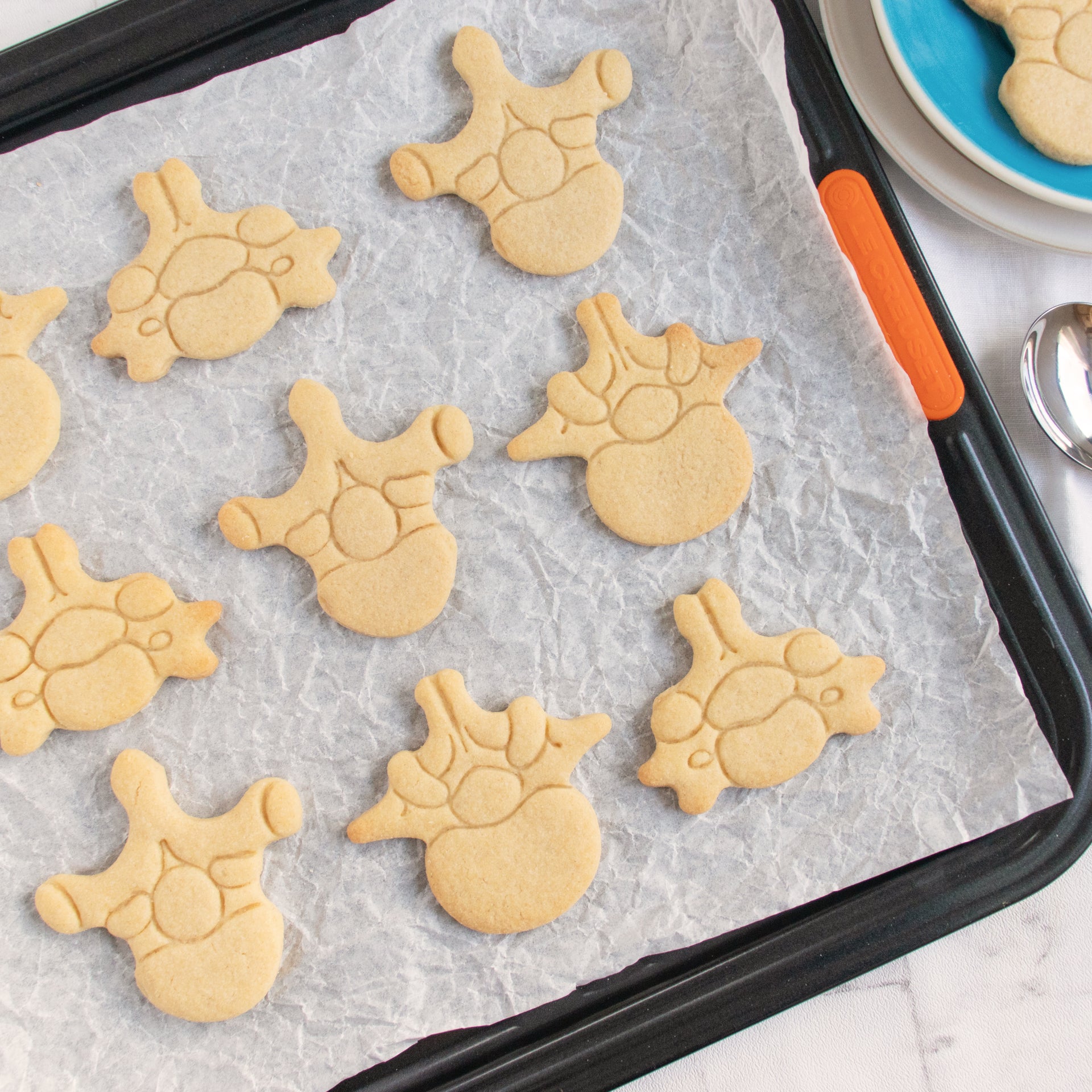 Set of Cervical, Lumbar and Thoracic Vertebrae Cookie Cutters – Bakerlogy